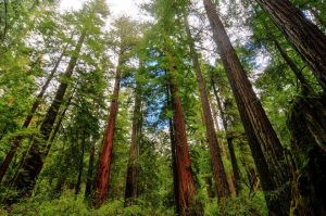 The Leonines and Disclosure – The Mystery School